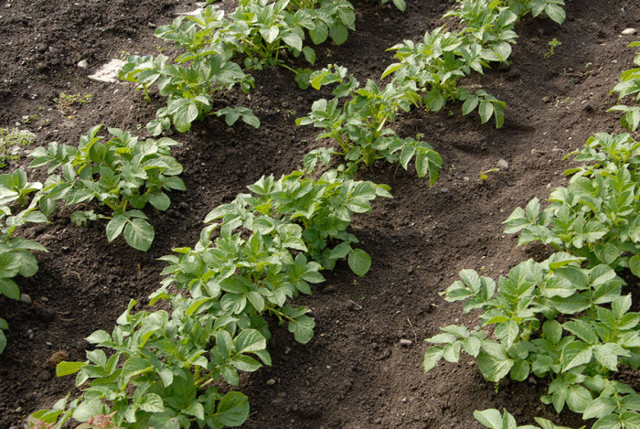 Potatis, så lyckas du | Rabarber
