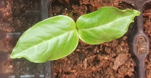 Så här lyckas du med klockranka, spännande klätterväxt | Rabarber