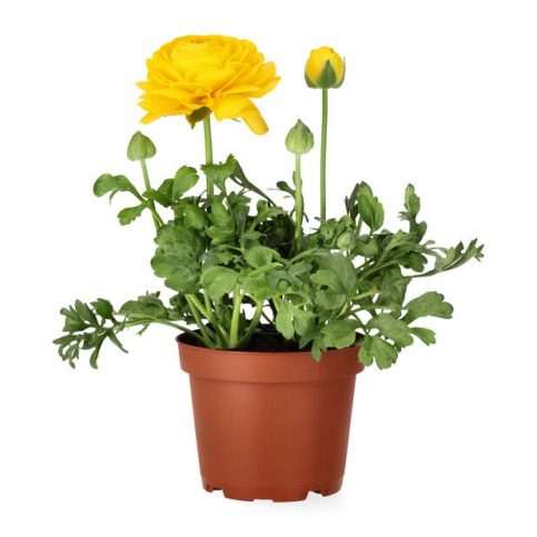 Ranunkler – så lyckas du | Rabarber